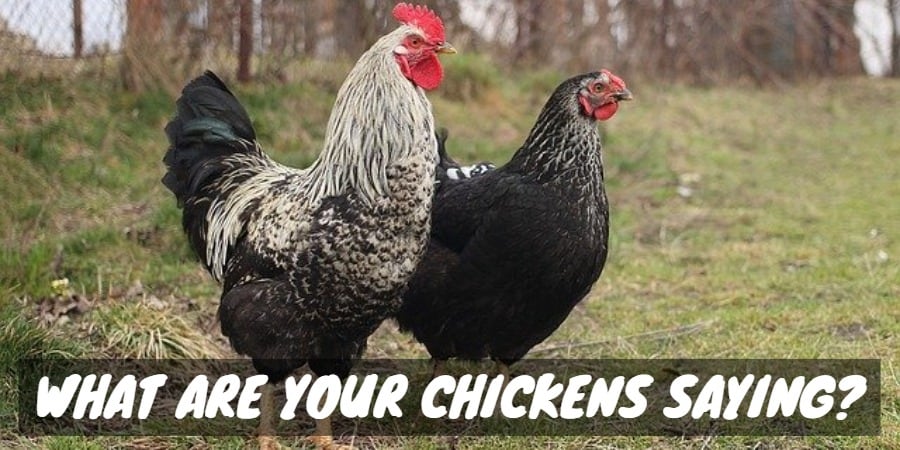 What Are Your Chickens Saying? (8 Vocabulary Clucks!) - Sorry Chicken